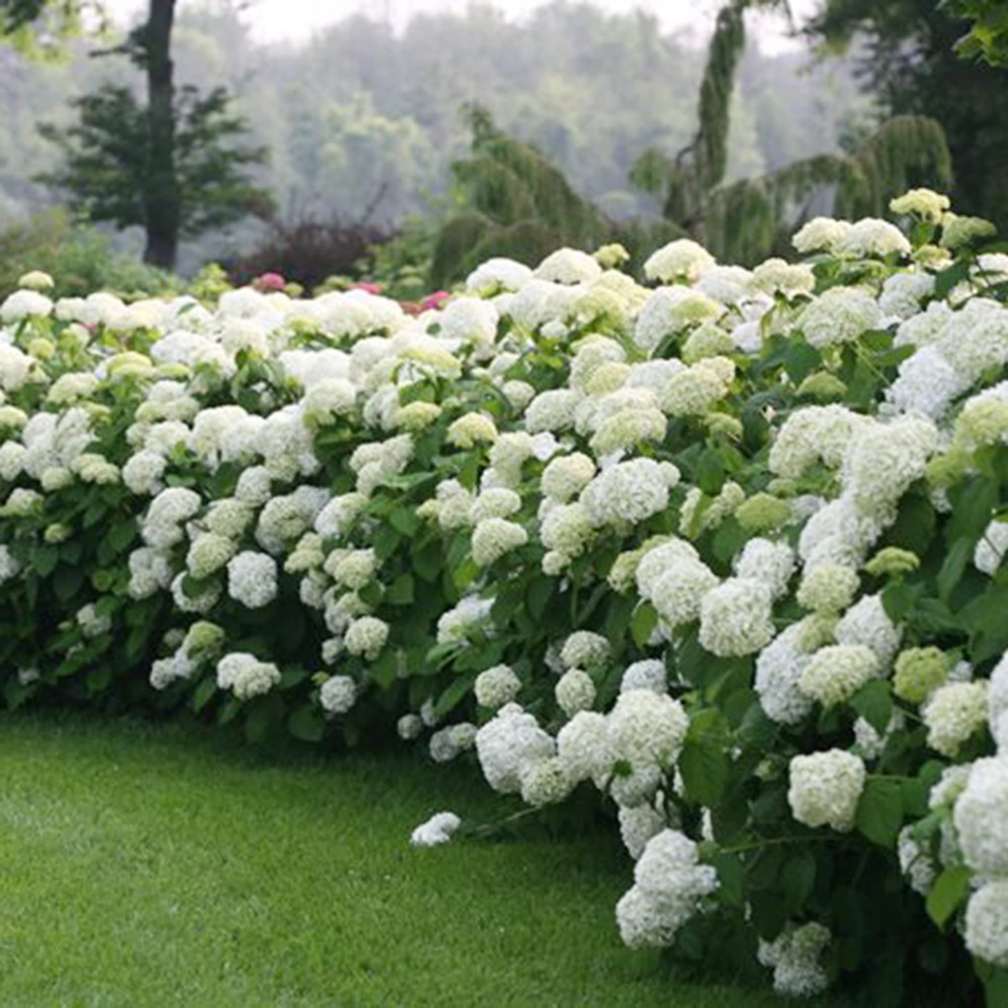 QAUZUY GARDEN 50 Premium Hydrangea Seeds White Hortensia - Attractive Perennial Flowering Shrub Bush Tree - Attract Pollinators & Fast-Growing - Striking Accent Landscape Plant