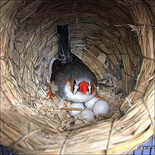 WOLEDOE 5Pcs Solid Plastic Parrot Fake Eggs, Keeping Them from Laying Anymore Eggs, Suit for Medium and Large Parrots, Pigeon, African Grey, Caique, Cockatoo, Sun Conures and Mini Macaw