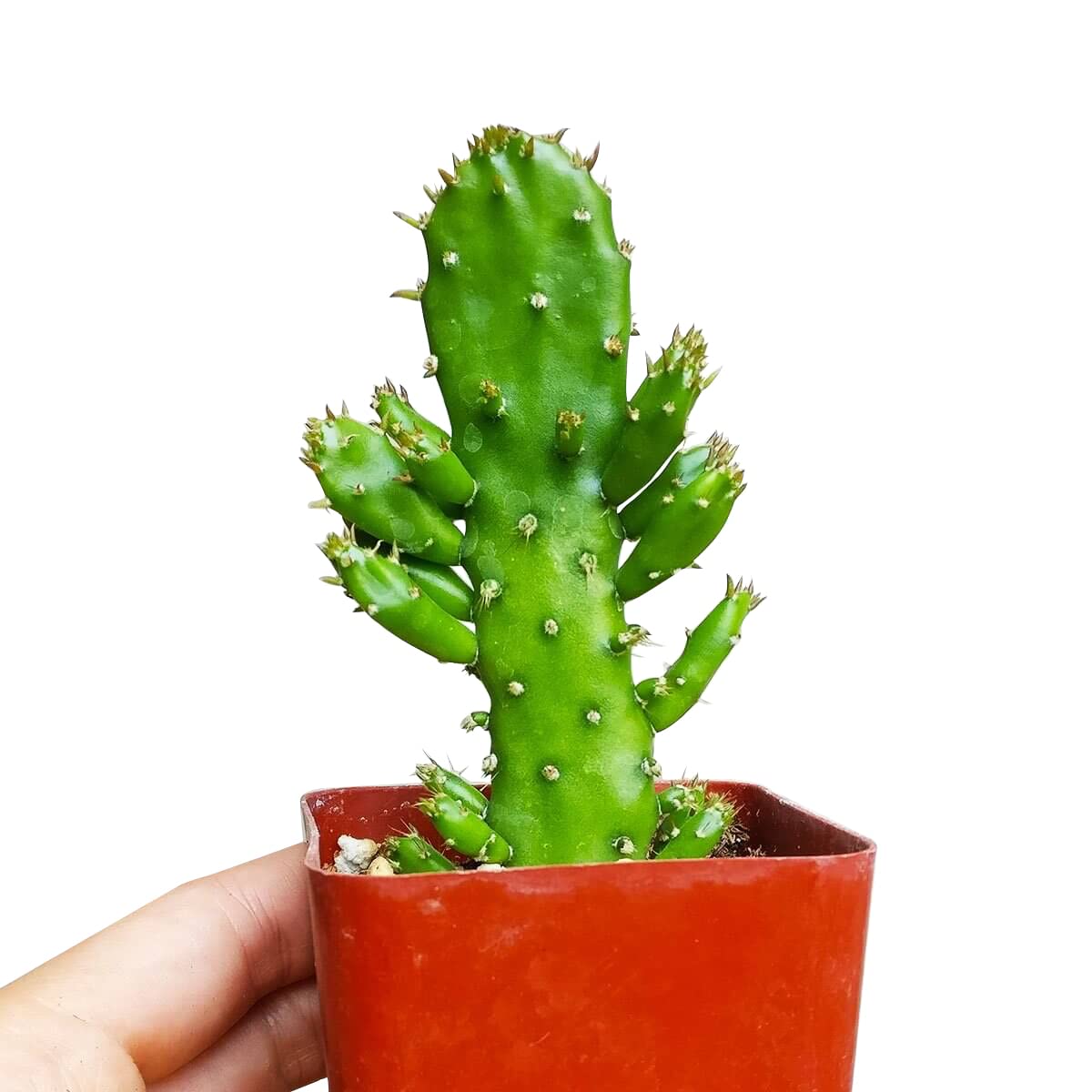 Joseph's Coat Cactus (2" Plastic Pot) - Live. Healthy Cactus - Opuntia monacantha - Barbary Fig Cactus - Prickly Pear Cactus