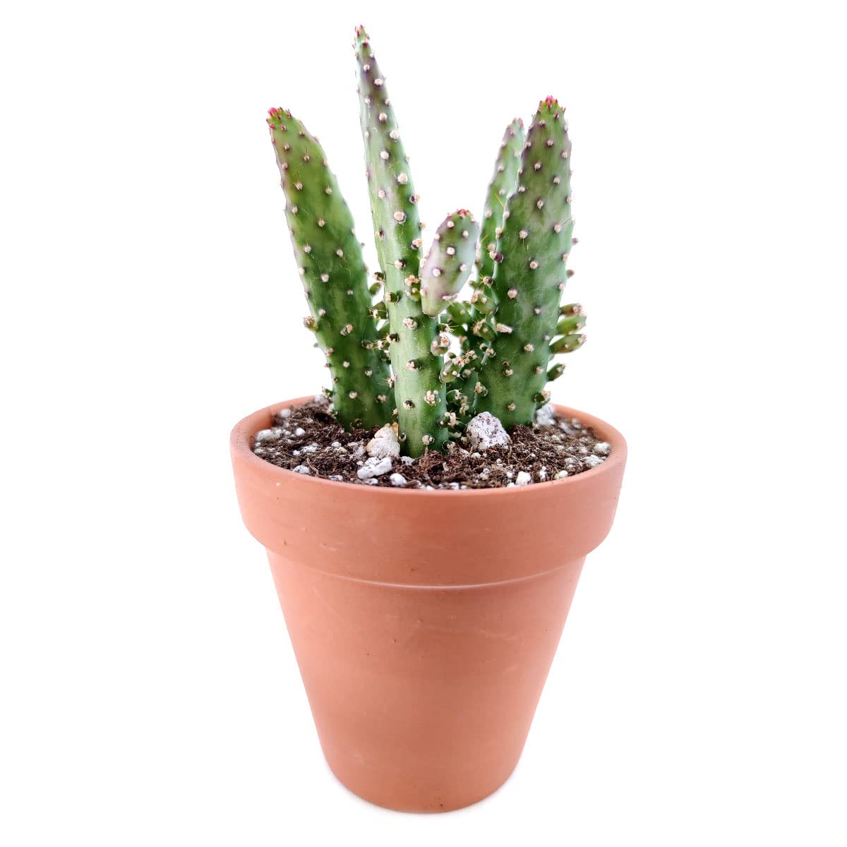 Joseph's Coat Cactus (2" Plastic Pot) - Live. Healthy Cactus - Opuntia monacantha - Barbary Fig Cactus - Prickly Pear Cactus