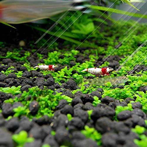 30gram Aquarium Plant S e-e-d, 3 Pack no Artificial Plastic Water Grass for Fish Tank Terrarium Carpet Grass Mini-Leaf AAA