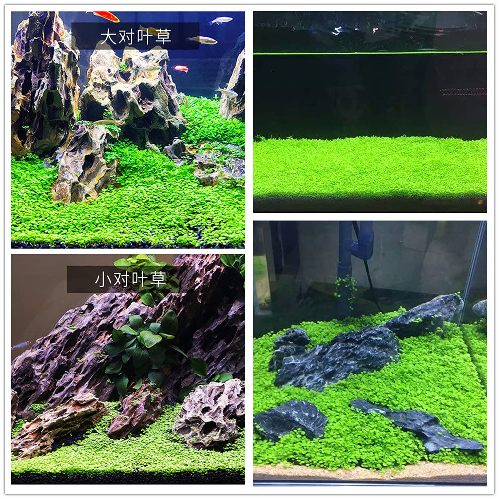 30gram Aquarium Plant S e-e-d, 3 Pack no Artificial Plastic Water Grass for Fish Tank Terrarium Carpet Grass Mini-Leaf AAA