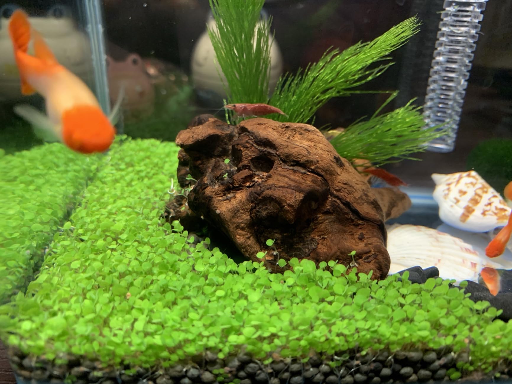 30gram Aquarium Plant S e-e-d, 3 Pack no Artificial Plastic Water Grass for Fish Tank Terrarium Carpet Grass Mini-Leaf AAA