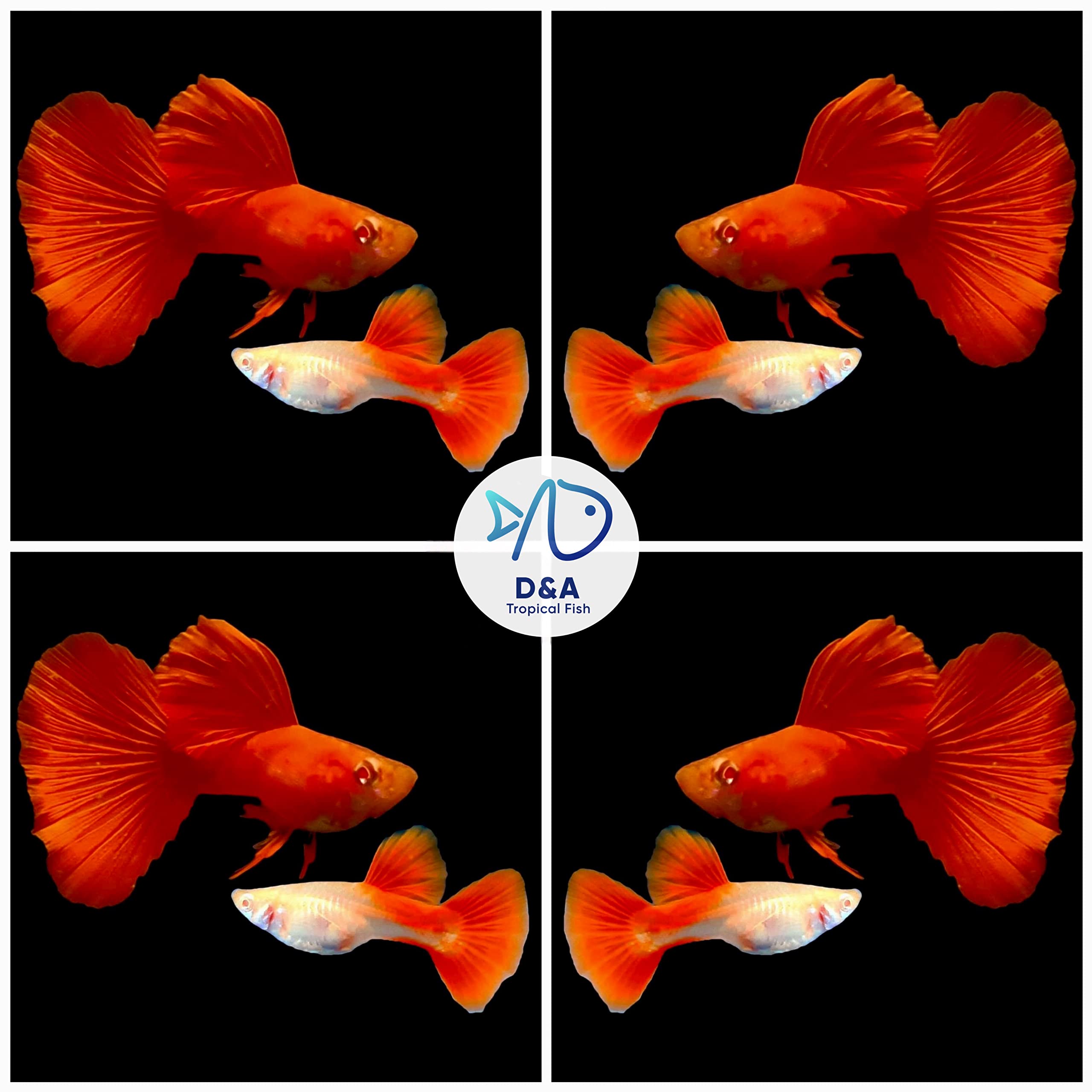 D&A Tropical Live Fish - ABINO Full RED Guppy Live Fish for Aquariums, Live Fish Freshwater (1 Breeding Pair (1Male,1Female))