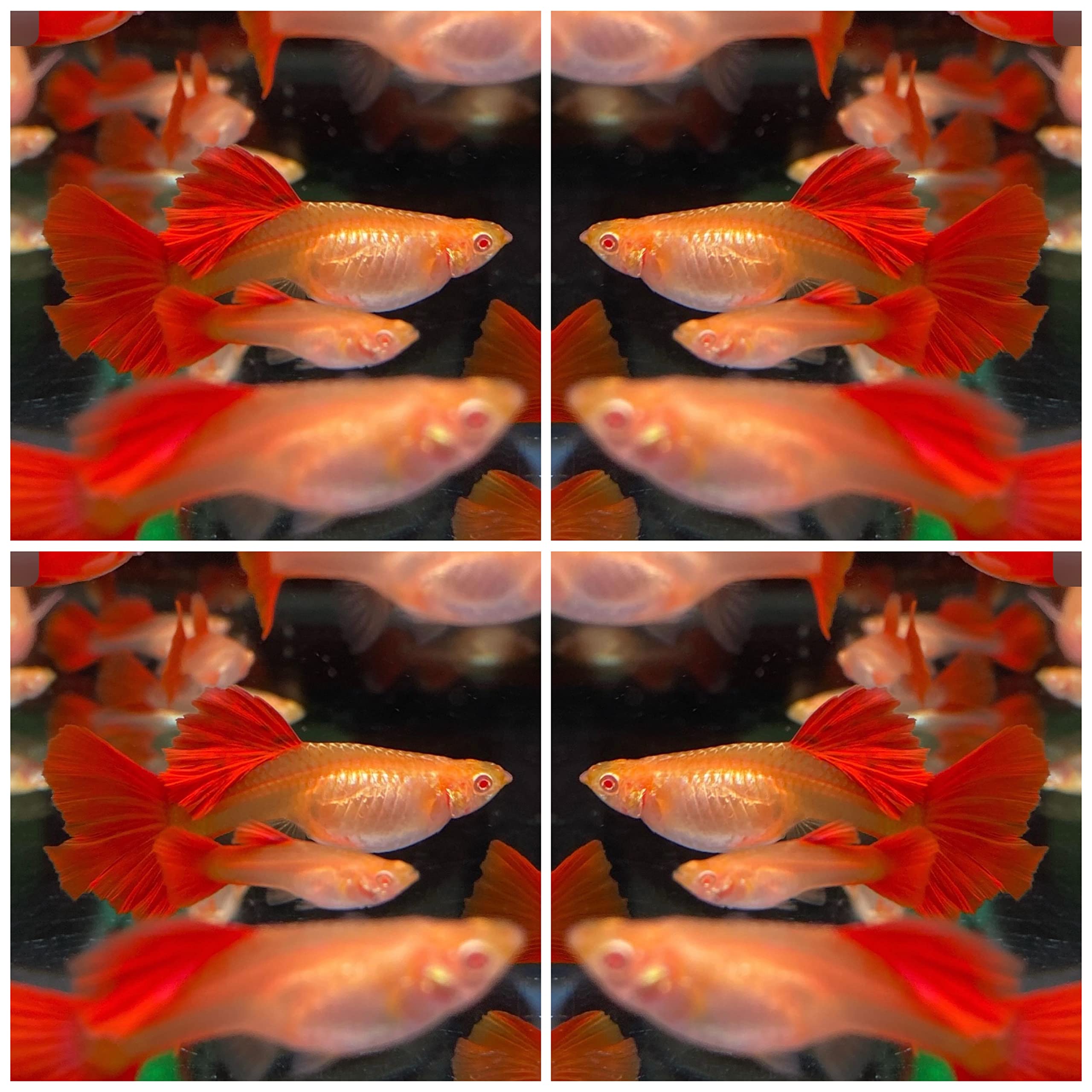 D&A Tropical Live Fish - ABINO Full RED Guppy Live Fish for Aquariums, Live Fish Freshwater (1 Breeding Pair (1Male,1Female))