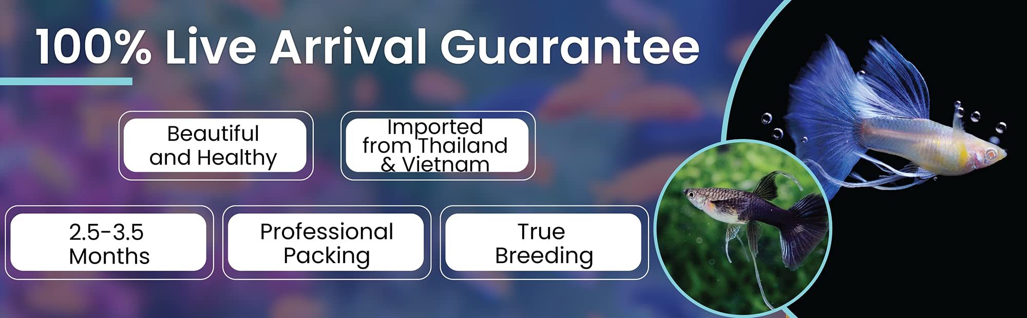 D&A Tropical Live Fish - ABINO Full RED Guppy Live Fish for Aquariums, Live Fish Freshwater (1 Breeding Pair (1Male,1Female))