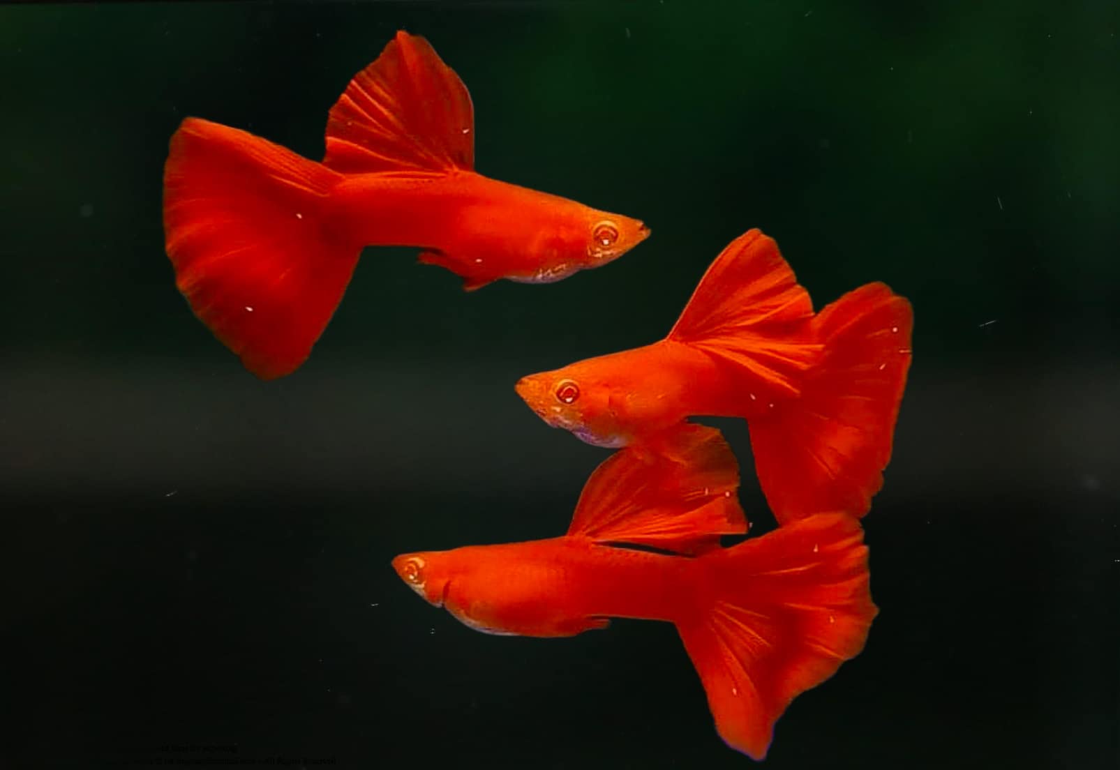 D&A Tropical Live Fish - ABINO Full RED Guppy Live Fish for Aquariums, Live Fish Freshwater (1 Breeding Pair (1Male,1Female))