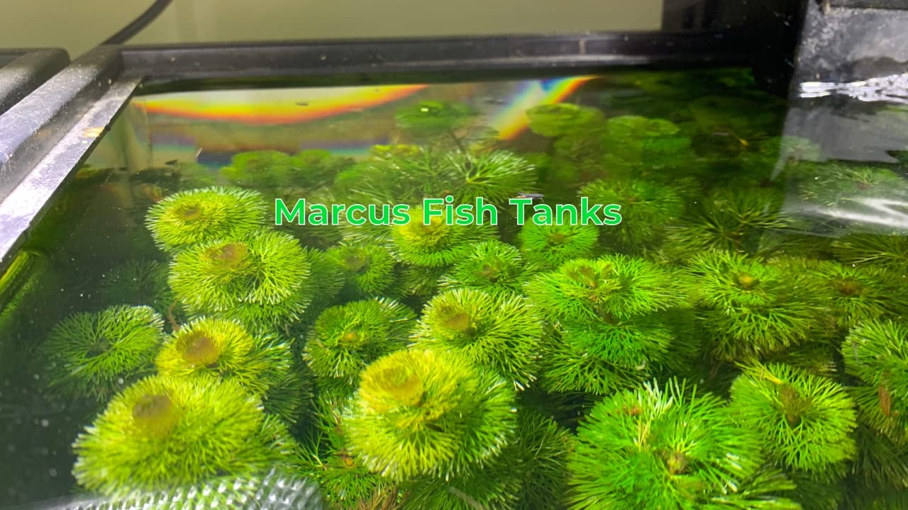 Marcus Fish Tanks Green Cabomba Caroliniana Easy Live Aquarium Plants for Aquatic Freshwater Fish Tank BUY2GET1FREE