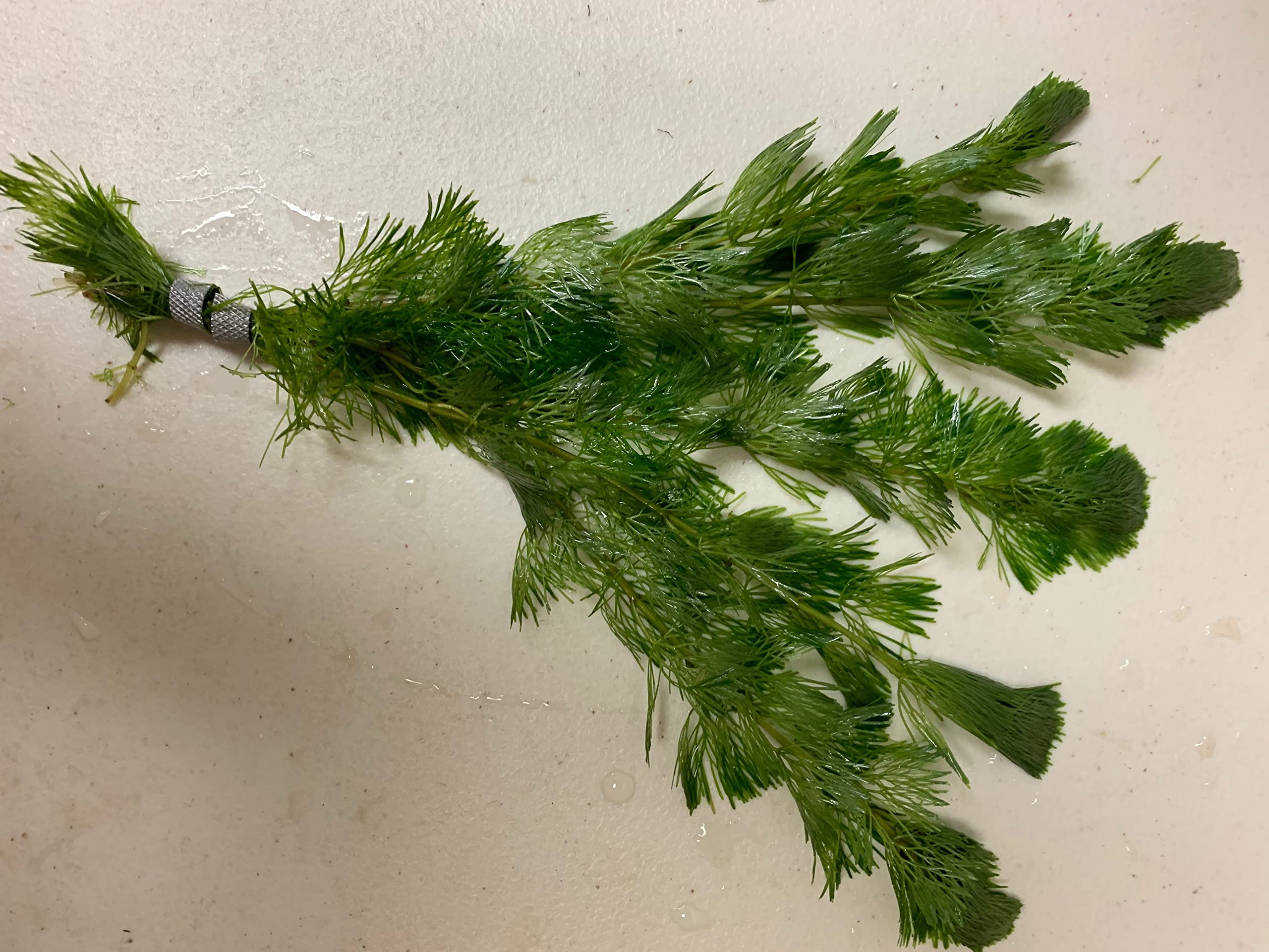 Marcus Fish Tanks Green Cabomba Caroliniana Easy Live Aquarium Plants for Aquatic Freshwater Fish Tank BUY2GET1FREE