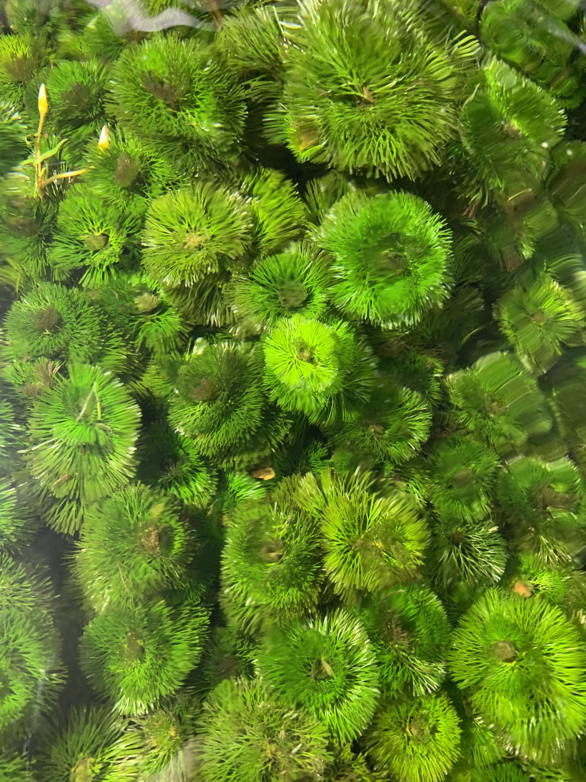 Marcus Fish Tanks Green Cabomba Caroliniana Easy Live Aquarium Plants for Aquatic Freshwater Fish Tank BUY2GET1FREE