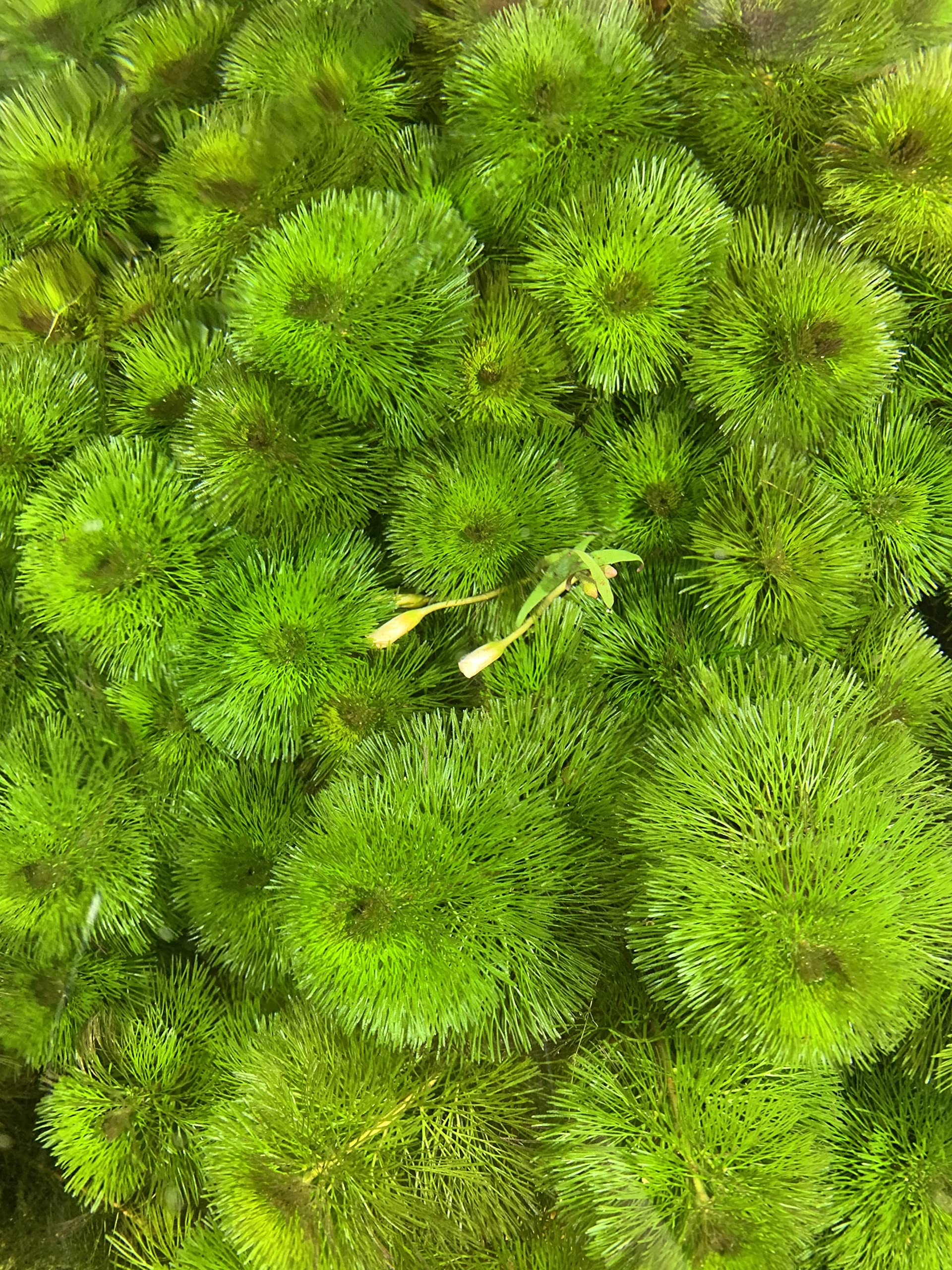 Marcus Fish Tanks Green Cabomba Caroliniana Easy Live Aquarium Plants for Aquatic Freshwater Fish Tank BUY2GET1FREE