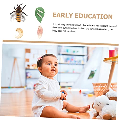 Yardenfun 1 Set Stag Beetle Growth Week Little Critters Toys Educational Toys for Kids Spider Toy Honey Life Cycle Models Growth Statue Bee Growth Cycle Plastic Honey Bee Life Cycle Models