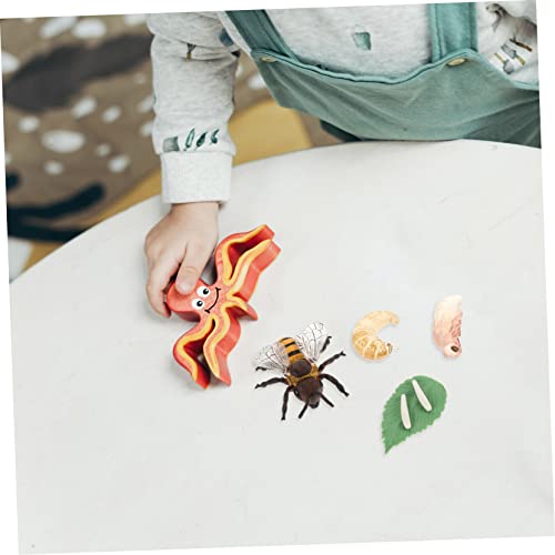 Yardenfun 1 Set Stag Beetle Growth Week Little Critters Toys Educational Toys for Kids Spider Toy Honey Life Cycle Models Growth Statue Bee Growth Cycle Plastic Honey Bee Life Cycle Models