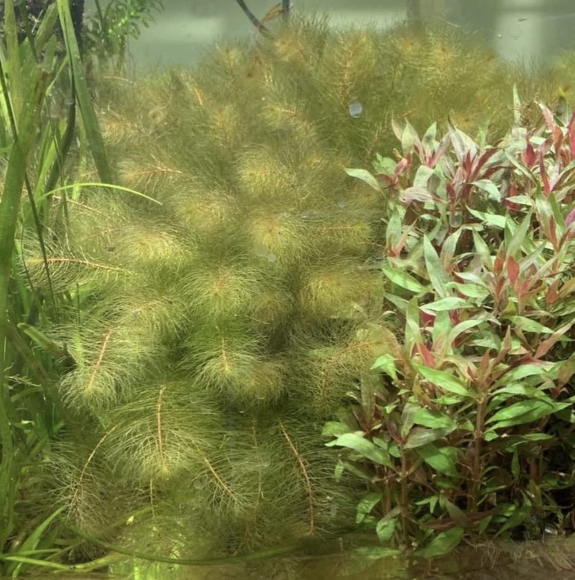 Marcus Fish Tanks Red Myrio Myriophyllum Heterophyllum Foxtail Watermilfoil Live Aquarium Plants