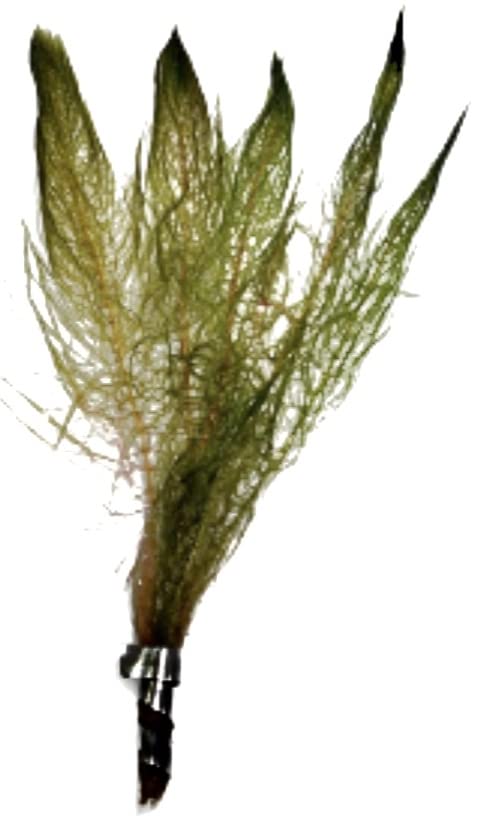 Marcus Fish Tanks Red Myrio Myriophyllum Heterophyllum Foxtail Watermilfoil Live Aquarium Plants