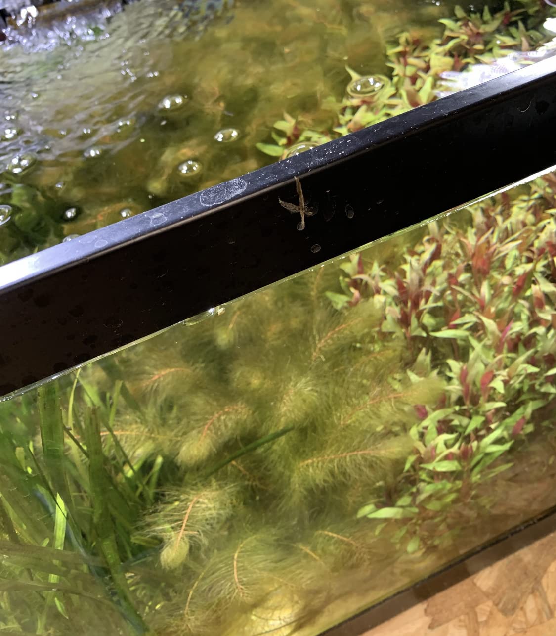 Marcus Fish Tanks Red Myrio Myriophyllum Heterophyllum Foxtail Watermilfoil Live Aquarium Plants