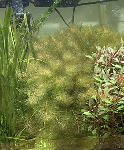 Marcus Fish Tanks Red Myrio Myriophyllum Heterophyllum Foxtail Watermilfoil Live Aquarium Plants
