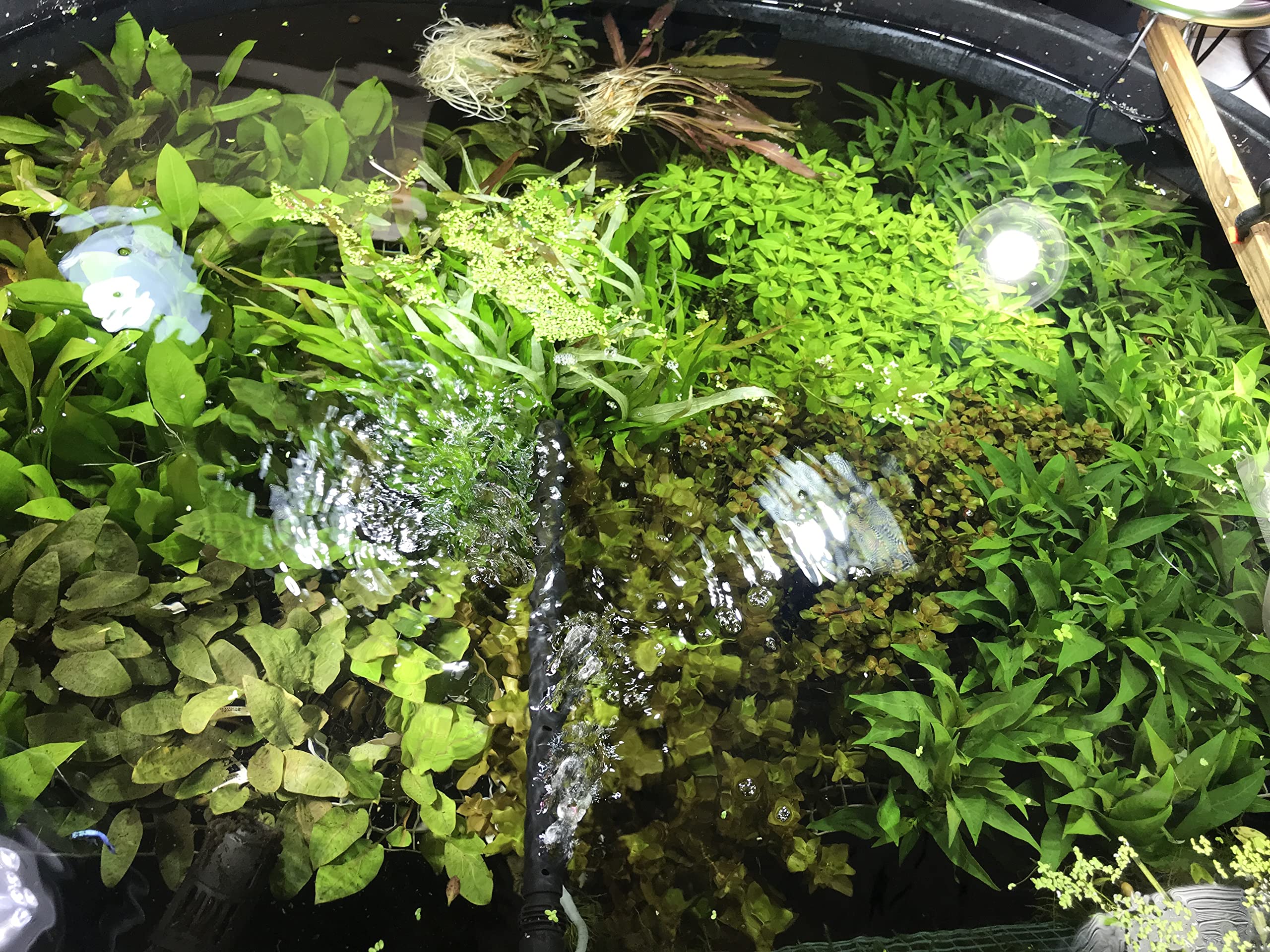 Marcus Fish Tanks Red Myrio Myriophyllum Heterophyllum Foxtail Watermilfoil Live Aquarium Plants