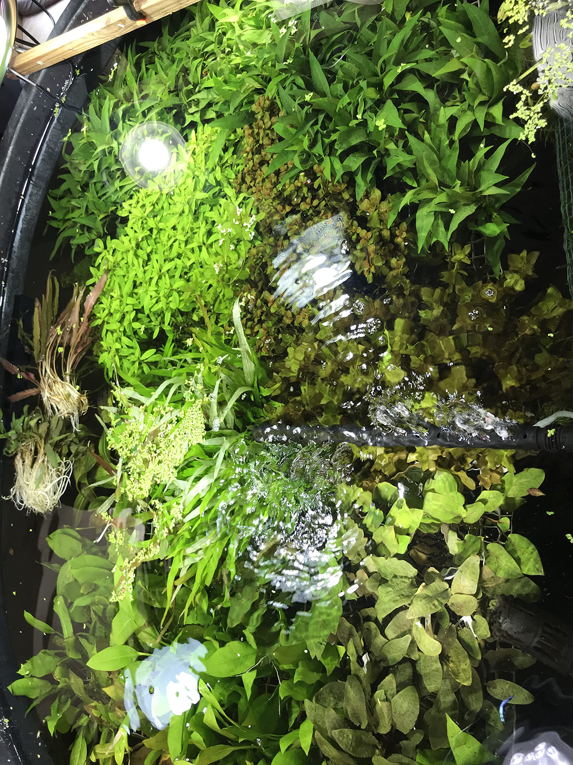 Marcus Fish Tanks Red Myrio Myriophyllum Heterophyllum Foxtail Watermilfoil Live Aquarium Plants