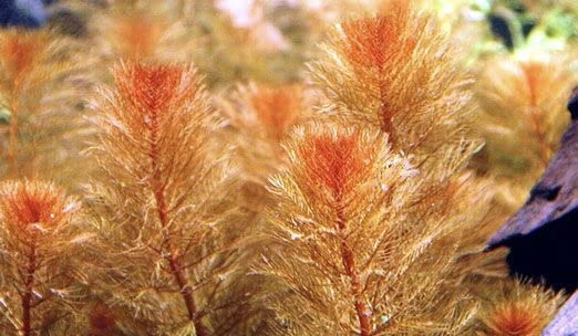 Marcus Fish Tanks Red Myrio Myriophyllum Heterophyllum Foxtail Watermilfoil Live Aquarium Plants