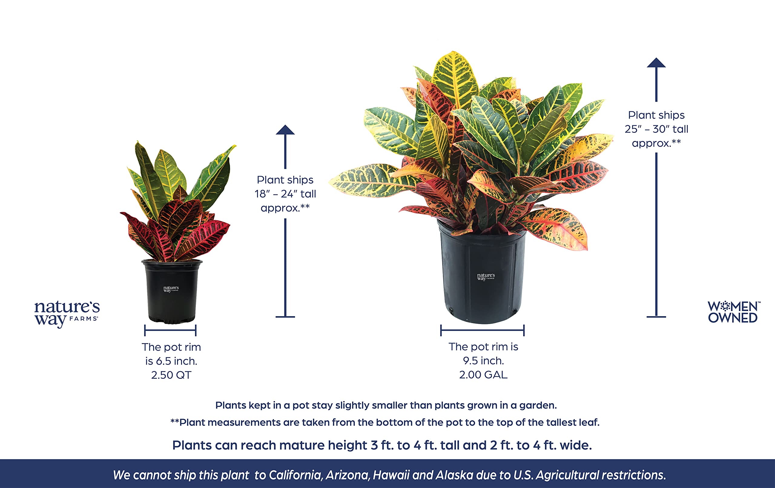 Nature’s Way Farms Croton Petra Live Plant (18-24 in. Tall) in Growers Pot
