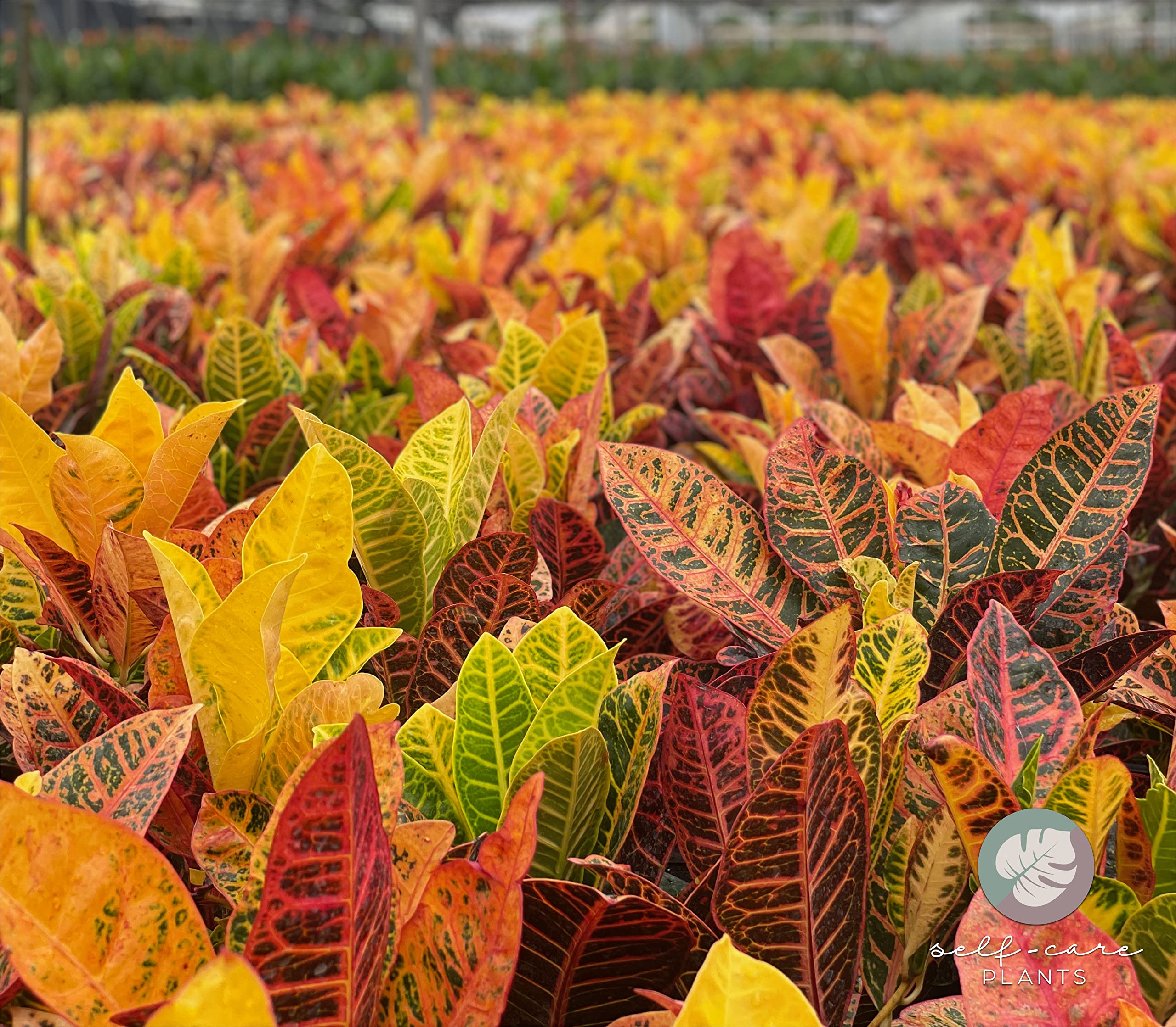 Nature’s Way Farms Croton Petra Live Plant (18-24 in. Tall) in Growers Pot