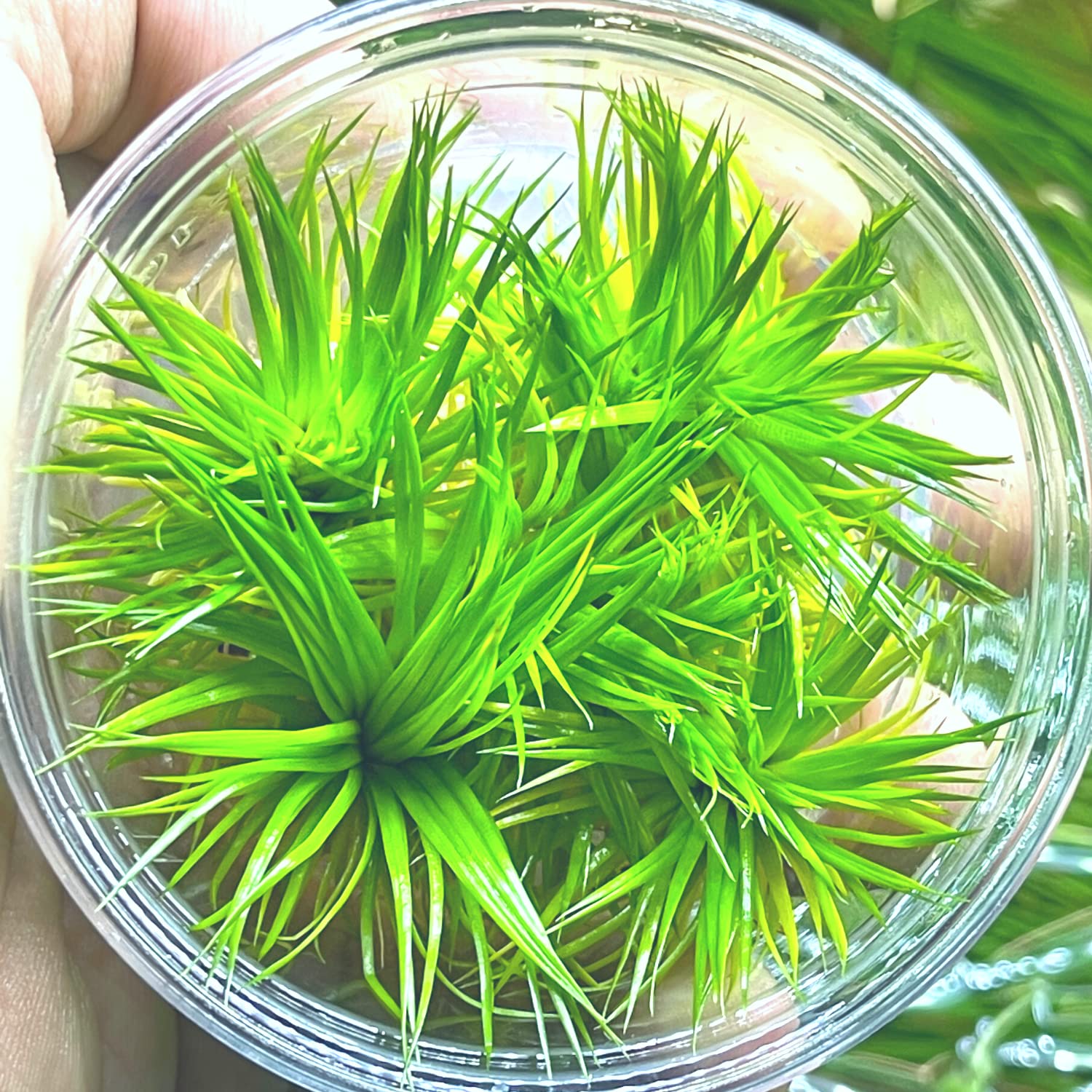 Greenpro | Polaris Eriocaulon Cinerum Tissue Culture Live Aquarium Plants Midground for Fish Tank Decoration