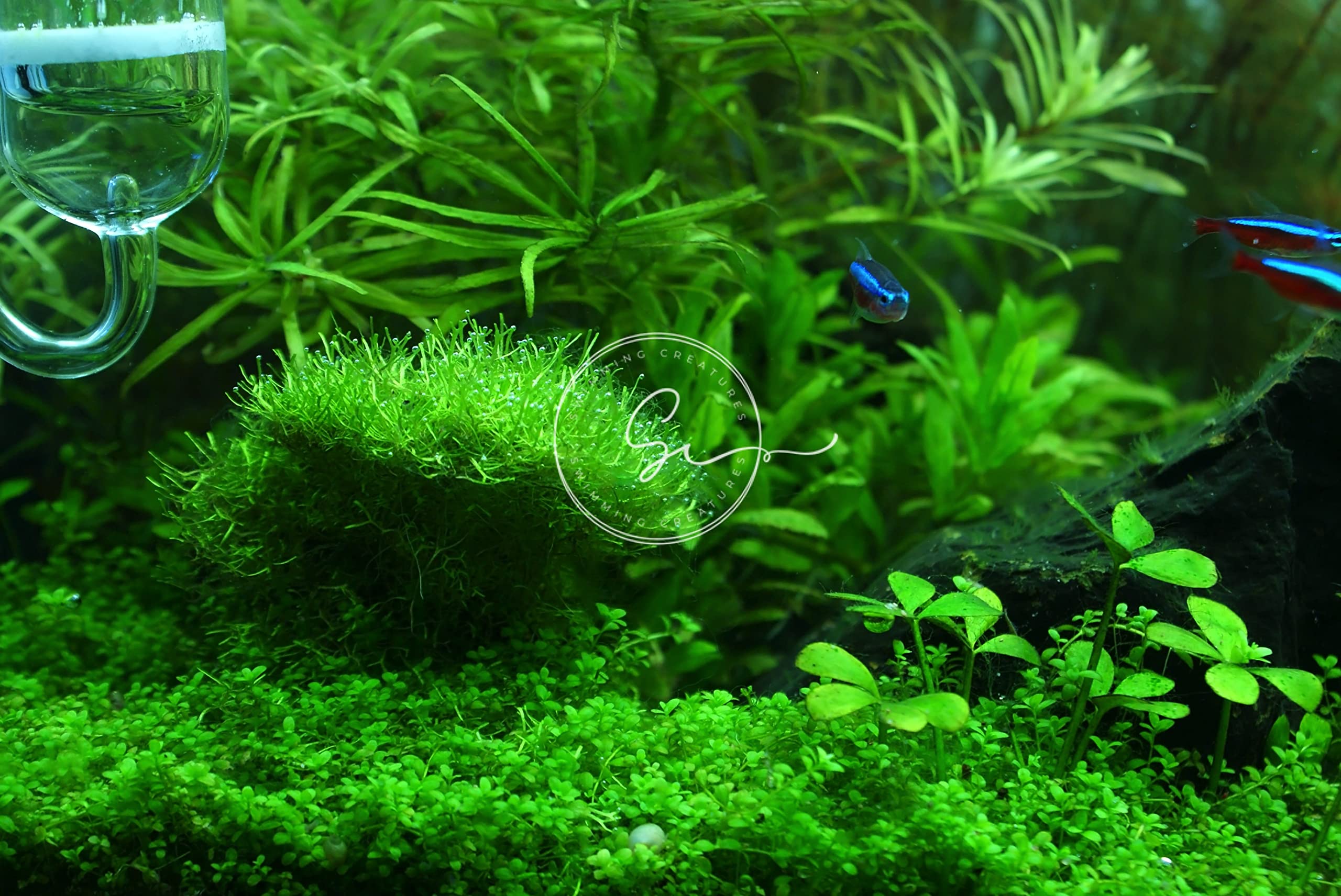 Swimming Creatures Java Moss (Large 25 Square Inch Portion) Freshwater Aquarium Plants Java Moss Live Plant for Aquarium. Guarantee.