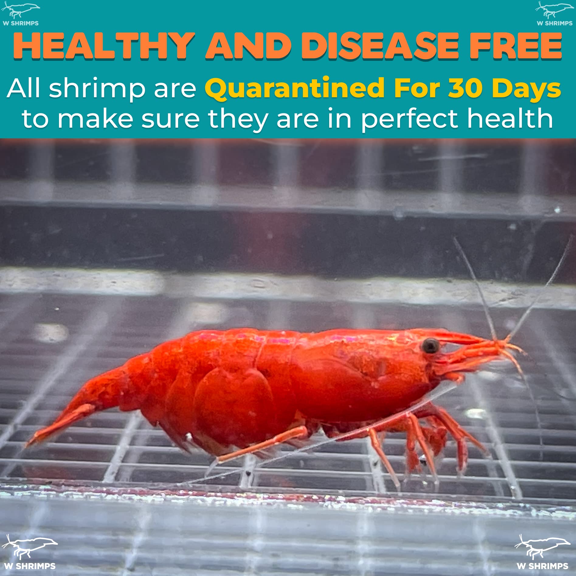Ultra High Grade Fire Red Cherry Shrimps Neocaridina Live Freshwater Shrimp Aquarium Inverts by W Shrimps (10+2 Fire Red Shrimps)