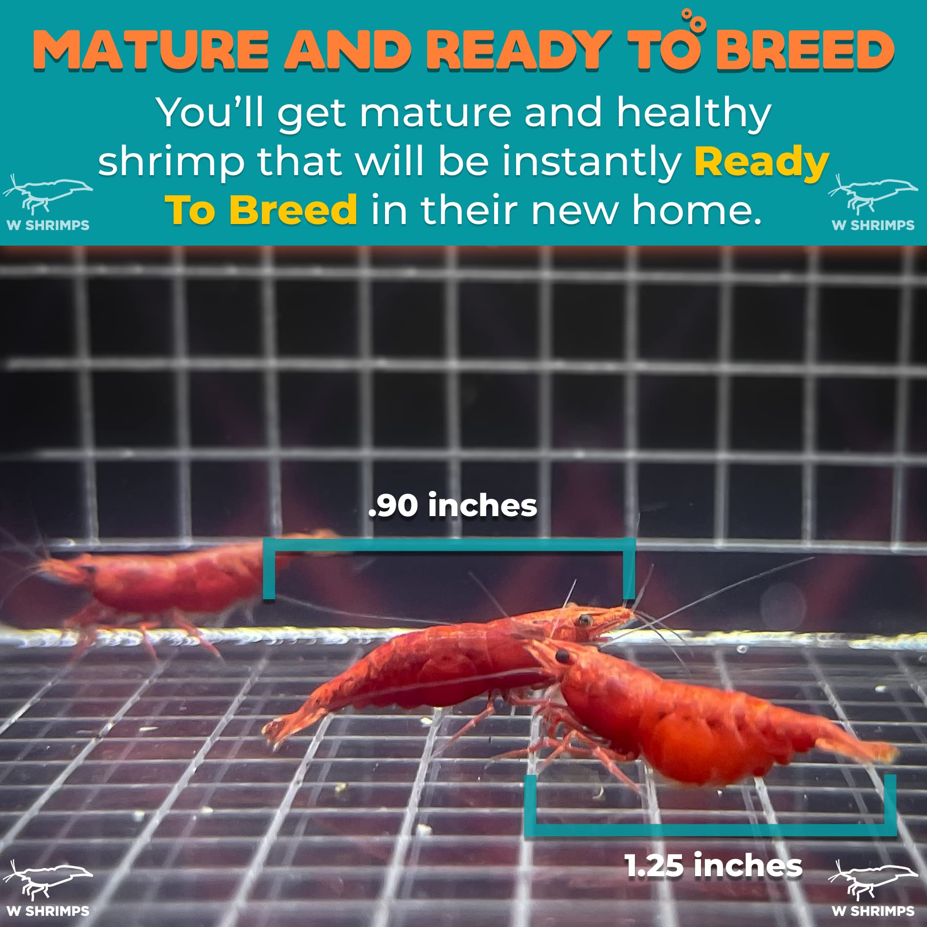 Ultra High Grade Fire Red Cherry Shrimps Neocaridina Live Freshwater Shrimp Aquarium Inverts by W Shrimps (10+2 Fire Red Shrimps)