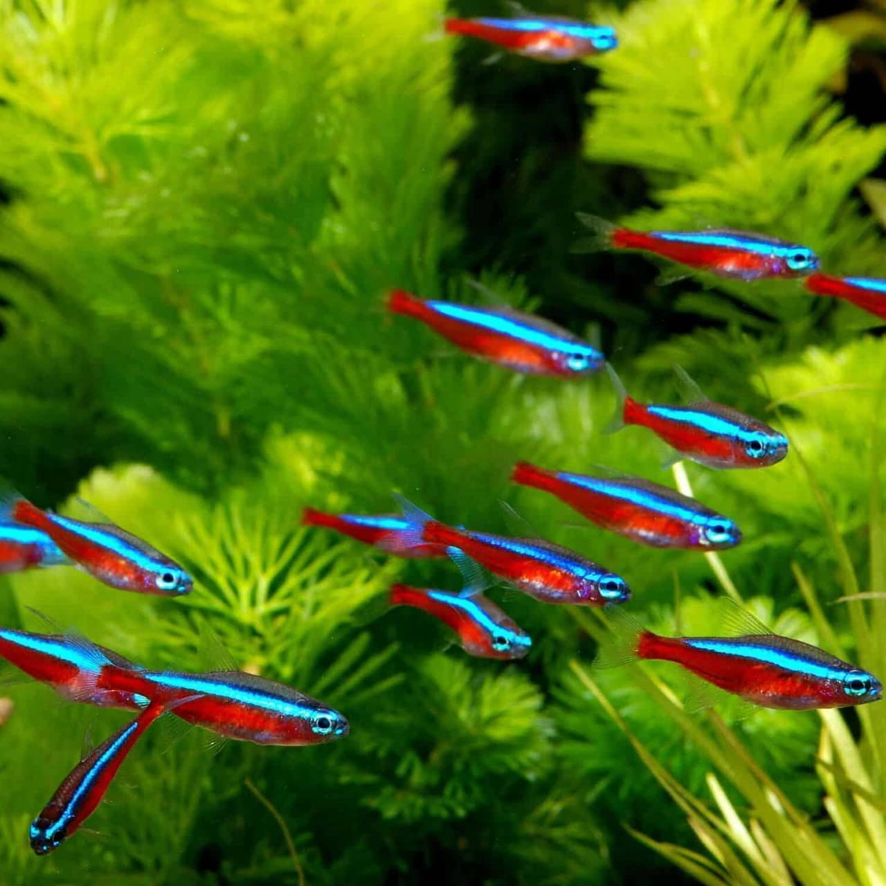 Cardinal Tetra Live Fish (8 Fish Pack) Small Size - Live Fish for Aquarium Exotic Freshwater Live Fish, Live Aquarium Fish, Live Fish, Live Freshwater Fish - Freshwater Fish Live Buy Live Fish