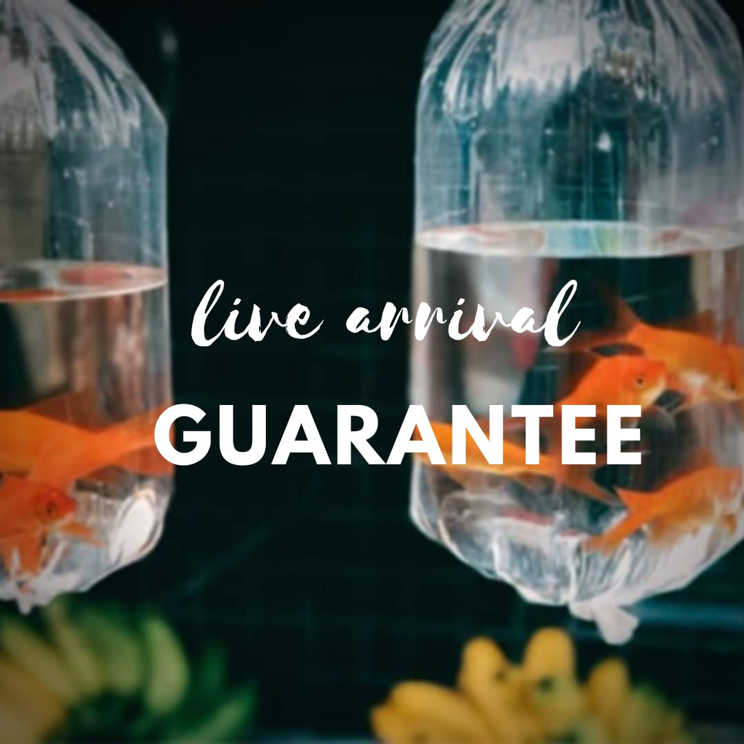 Cardinal Tetra Live Fish (8 Fish Pack) Small Size - Live Fish for Aquarium Exotic Freshwater Live Fish, Live Aquarium Fish, Live Fish, Live Freshwater Fish - Freshwater Fish Live Buy Live Fish