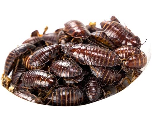 Josh's Frogs 3/4" - 1" Large Orange Head Roaches (25 Count)