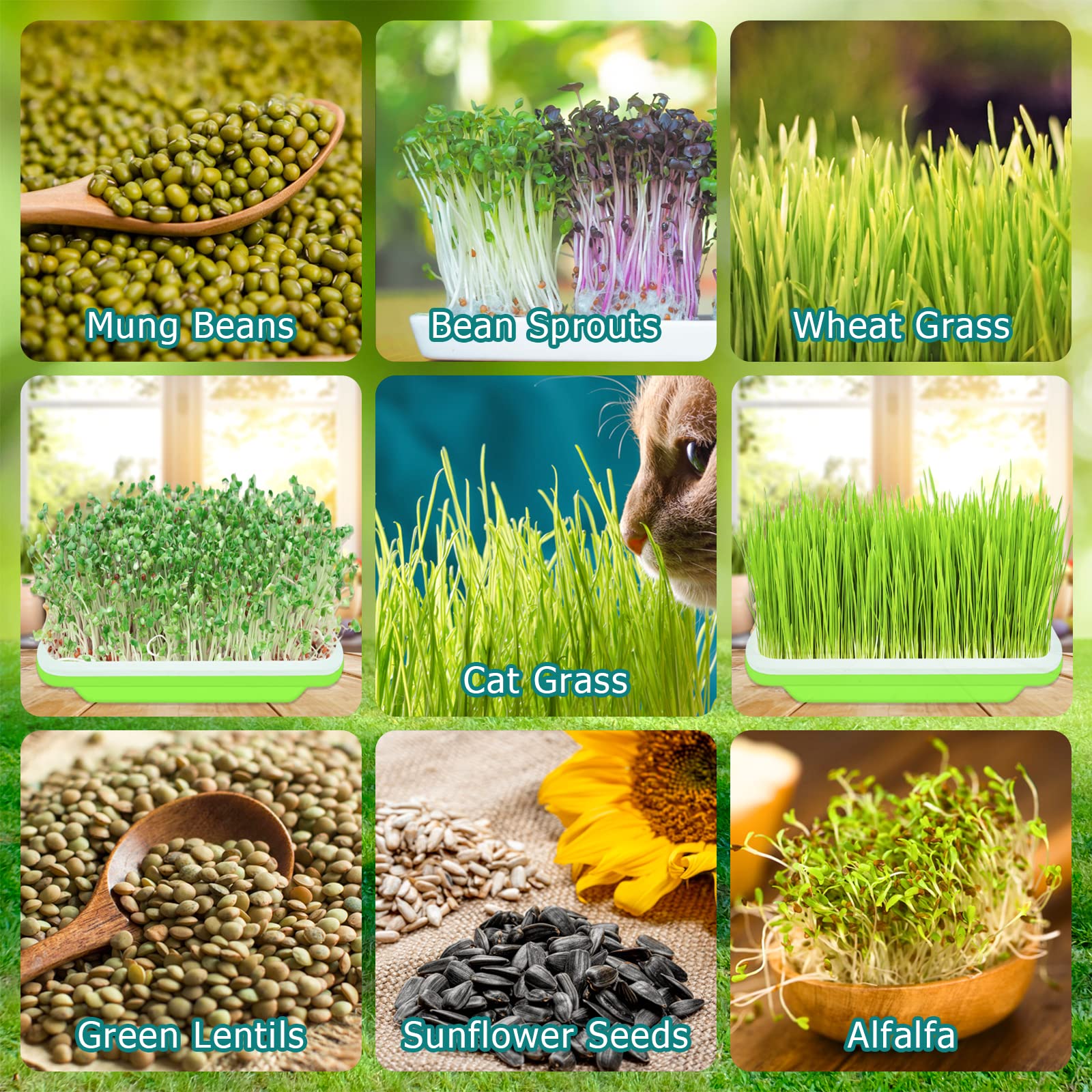 Legigo 10 Pack Green Seed Sprouter Trays- Soil-Free Cultivation Germination Tray, BPA Free Nursery Tray with Planting Paper for Indoors or Outdoors Sprouting Seeds, Grow Grass, Beans (Without Lids)