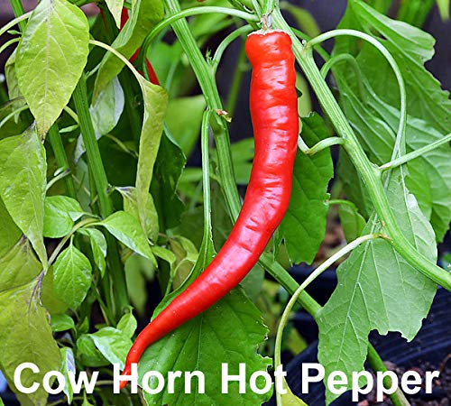 PLEASE READ! THIS IS A MIX!!! 30+ Hot Pepper Mix Seeds, 16 Varieties Heirloom NON-GMO Habanero, Tabasco, Jalapeno, Yellow and Red Scotch Bonnet, Ships from USA! US Grown.
