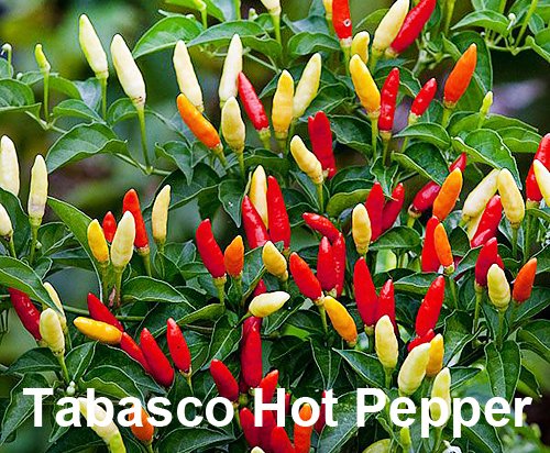PLEASE READ! THIS IS A MIX!!! 30+ Hot Pepper Mix Seeds, 16 Varieties Heirloom NON-GMO Habanero, Tabasco, Jalapeno, Yellow and Red Scotch Bonnet, Ships from USA! US Grown.