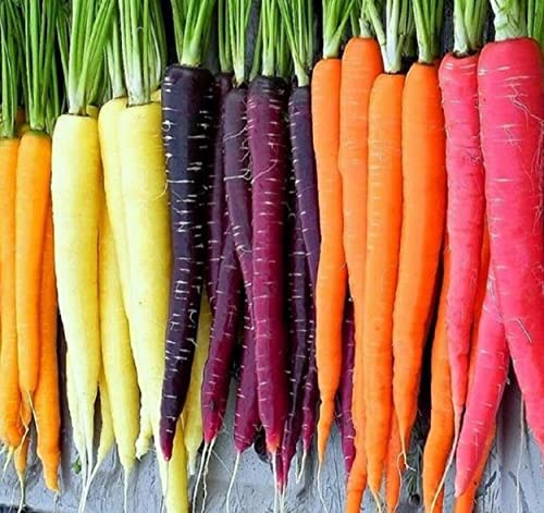 Rainbow Carrot Seeds for Planting - 750 Heirloom Non Gmo Seeds - Full Planting Instructions to Plant a Home Vegetable Garden - Great Gardening Gift (1 Packet)