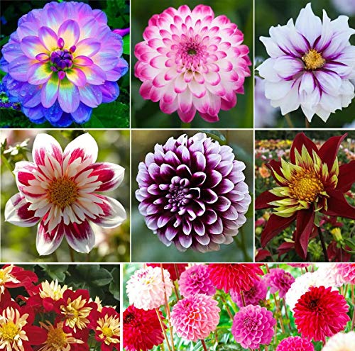 S-pone 100+ Rare Mix Dahlia Pompon Flower Seeds Variabilis Beautiful Annual Outdoor