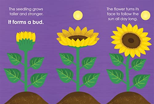 Montessori: Seed Work
