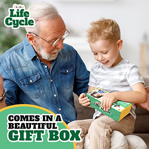 GLINGLONG Life Cycle Kit Toy Montessori - Realistic Figurine Toys, Kids Figure Animal Match Set with Frog, Ladybug, & More - Includes 24-Piece Animals, Educational & Fun Matching Game for Children 3+