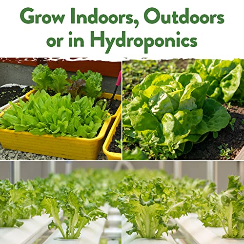 Lettuce & Salad Greens Seed Vault - 4,000+ Non-GMO Vegetable Seeds for Outdoors or Indoors - Romaine, Iceberg Lettuce Seeds for Planting, Kale Spinach & More: Hydroponic Home Garden Seeds (8 Variety)
