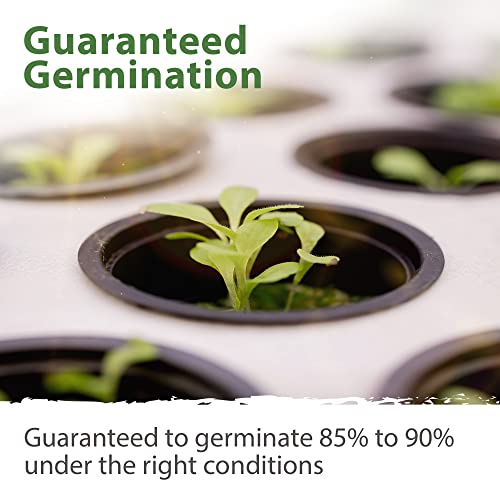 Lettuce & Salad Greens Seed Vault - 4,000+ Non-GMO Vegetable Seeds for Outdoors or Indoors - Romaine, Iceberg Lettuce Seeds for Planting, Kale Spinach & More: Hydroponic Home Garden Seeds (8 Variety)