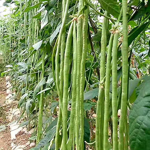 MOCCUROD 30+ Yard Long Bean Seeds Asian Vegetable Long Bean String Beans Productive USA