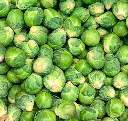 TKE Farms - Brussel Sprout Seeds for Planting, Long Island Improved, 3 Grams β 750 Seeds, Brassica oleracea VAR. gemmifera