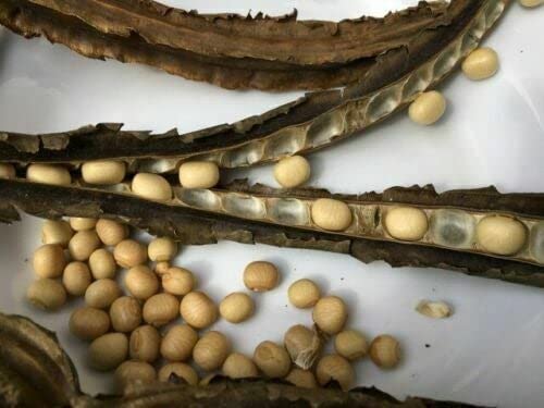 100 Seeds Winged Bean - Dau Rong - Dragon Bean - Four Angled Bean - Psophocarpus Tetragonolobus - Manila Dragon Bean | Non GMO | Organic | Heirloom High Germination DIY Tree Plant Seedling Garden