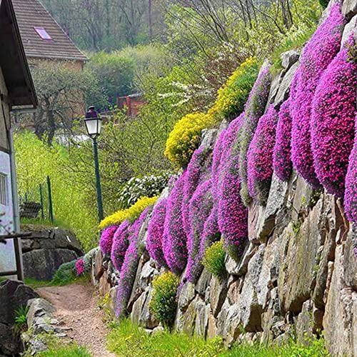 Dichmag 5000+ Red Carpet Creeping Thyme Ground Cover Plant Seeds Perennial- Non-GMO&Heirloom Flower Thyme Seeds for Planting
