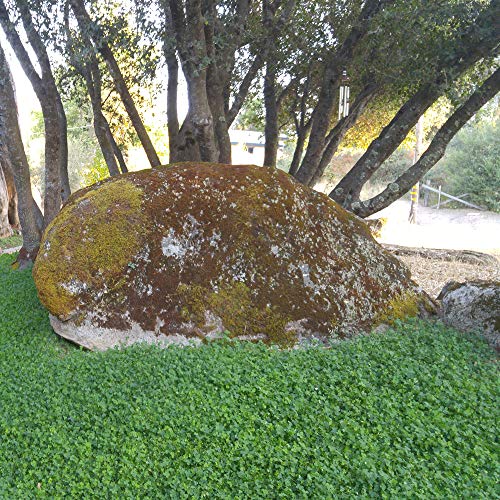 Outsidepride Perennial White Miniclover® Lawn Clover & Ground Cover Seeds - 1 LB