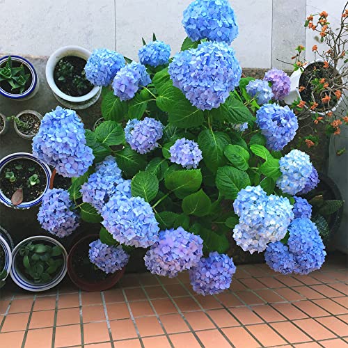 Mixed Hydrangea Seeds Flowers for Planting Non-GMO Home Garden Mixed Colors (100+)