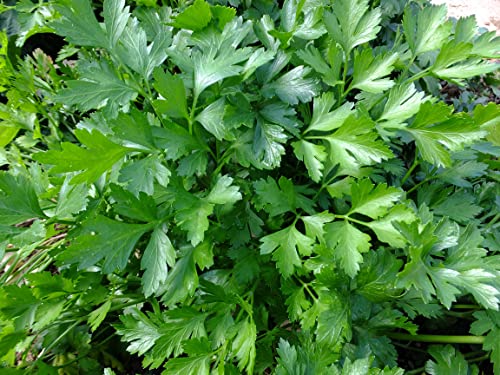 TKE Farms - Italian Flat Leaf Parsley Seeds for Planting, 1 Gram β 600 Seeds, Petroselinum crispum