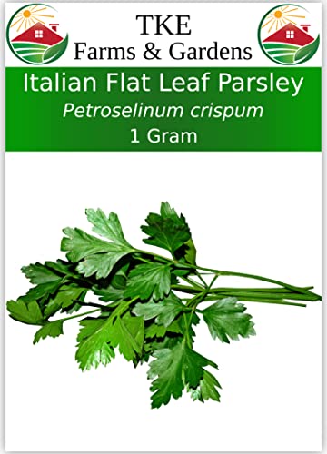 TKE Farms - Italian Flat Leaf Parsley Seeds for Planting, 1 Gram β 600 Seeds, Petroselinum crispum